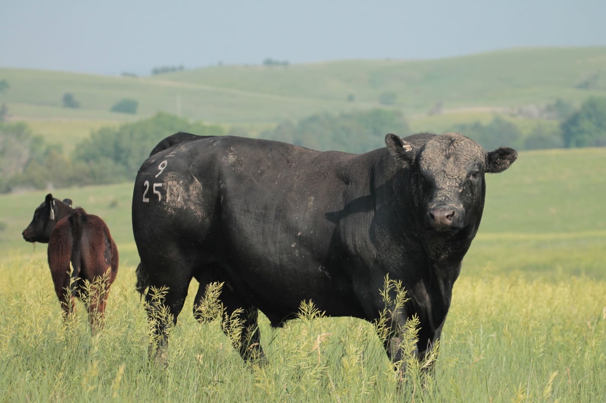 Beef x Dairy | Increase Calf Value and Breeding Efficiency