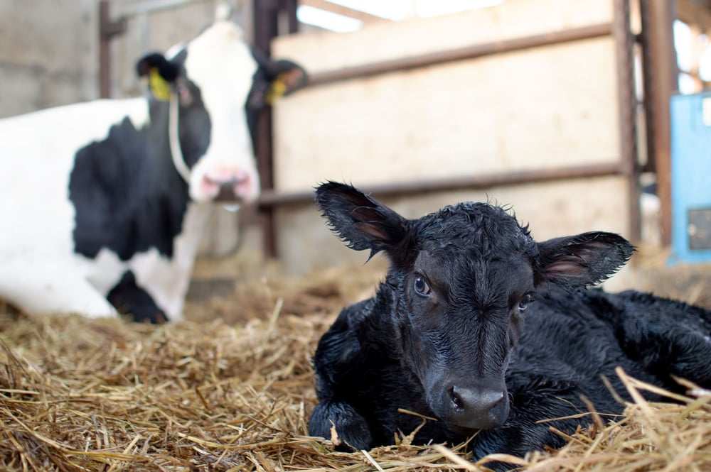 Trusted Dairy & Beef Genetics | Alta Genetics USA