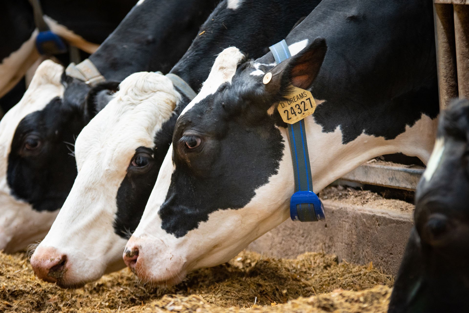 Trusted Dairy & Beef Genetics | Alta Genetics USA