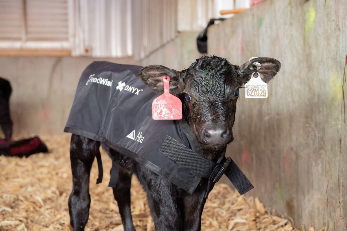 Beef x Dairy | Increase Calf Value and Breeding Efficiency