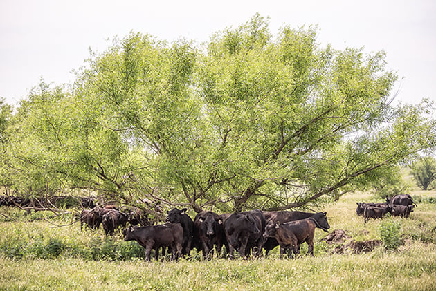 Alta BEEF Sires | Proven Genetics Backed by Alta Expertise