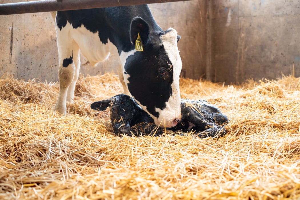 Alta EDGE Sires: Elite Genetic Access | Alta Genetics