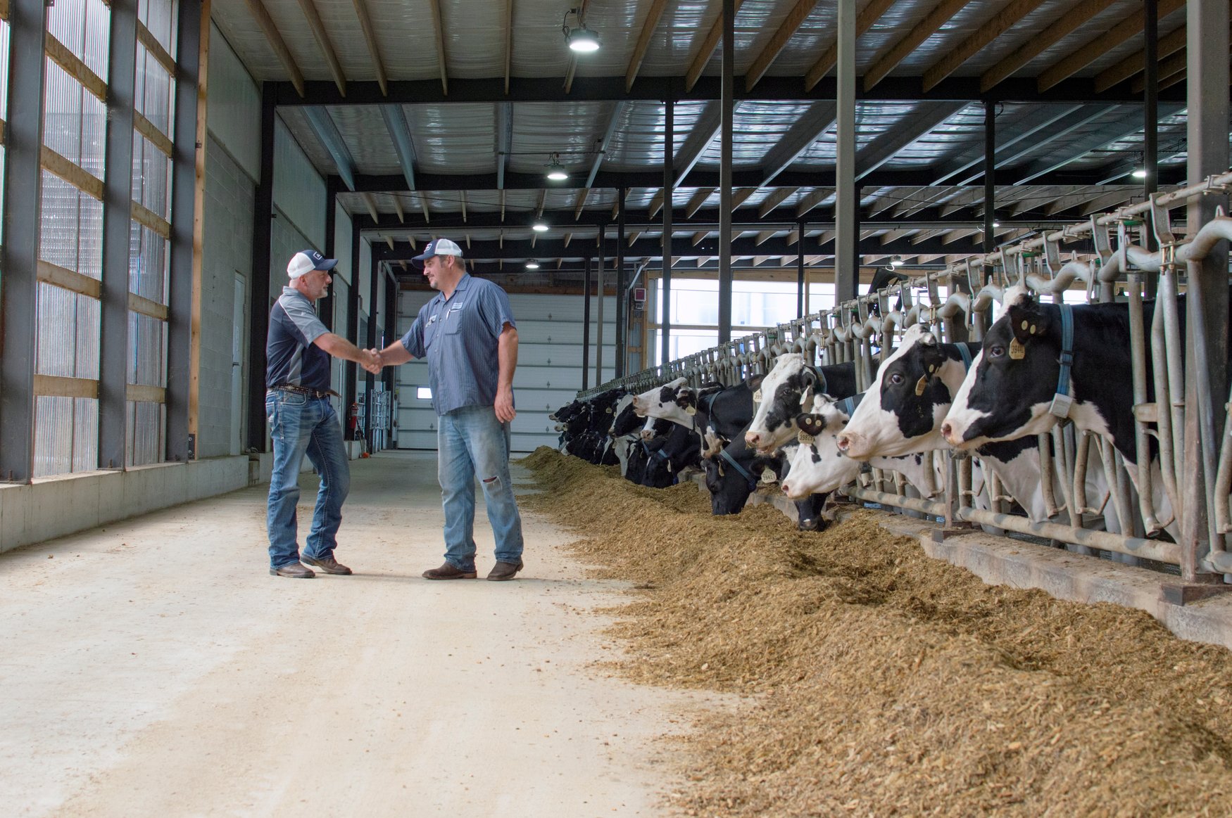 Alta EDGE Sires: Elite Genetic Access | Alta Genetics