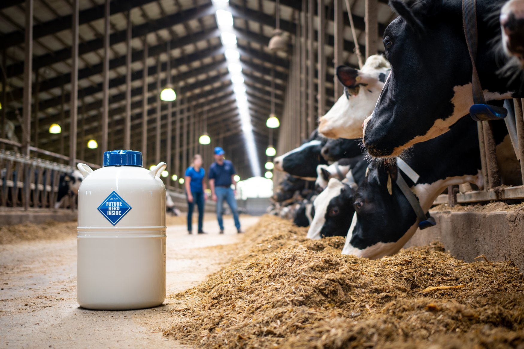 Alta EDGE Sires: Elite Genetic Access | Alta Genetics