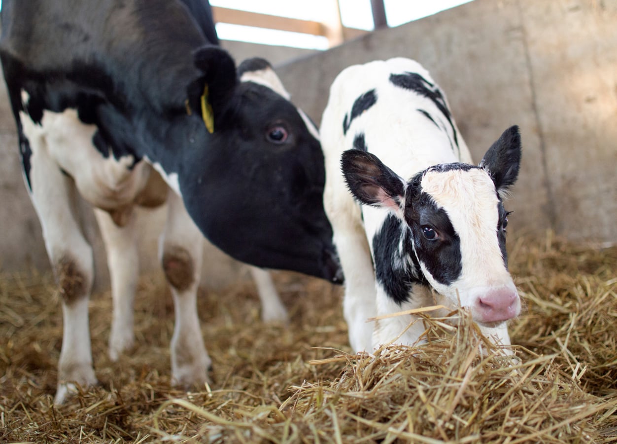 Trusted Dairy & Beef Genetics | Alta Genetics USA