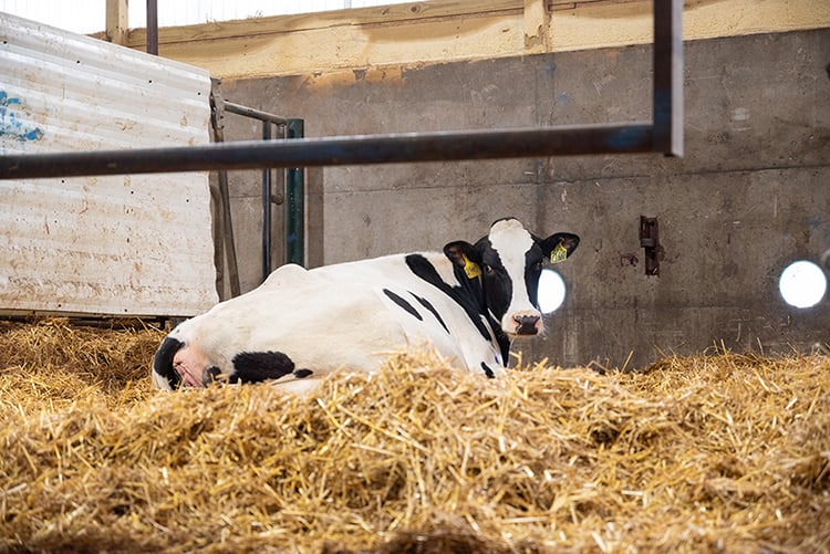Alta BULLSEYE Sires | Smarter Beef x Dairy Crosses