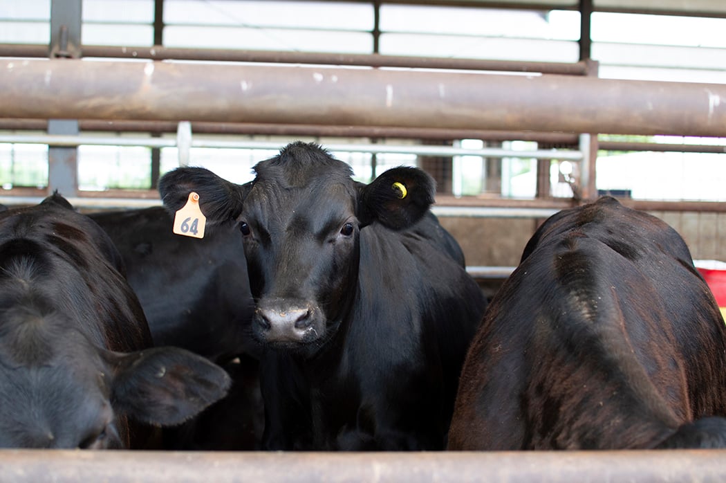 Alta BULLSEYE Sires | Smarter Beef x Dairy Crosses