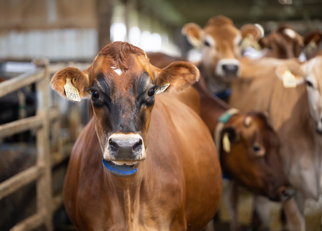 Trusted Dairy & Beef Genetics | Alta Genetics USA