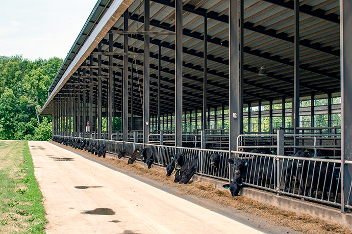Alta BULLSEYE Sires | Smarter Beef x Dairy Crosses
