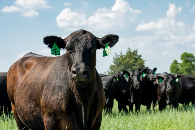 Trusted Dairy & Beef Genetics | Alta Genetics USA